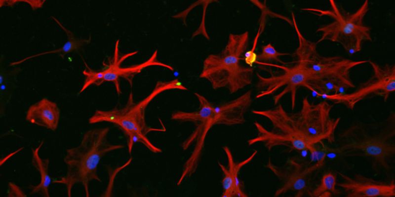 Nuclear Stain | | Content Tag