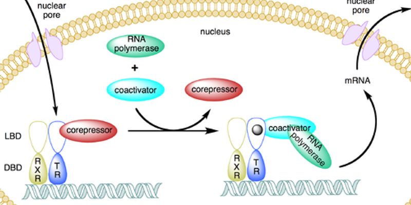 Nuclear Receptor | Trending