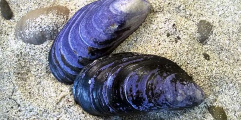 Mytilus | | Content Tag