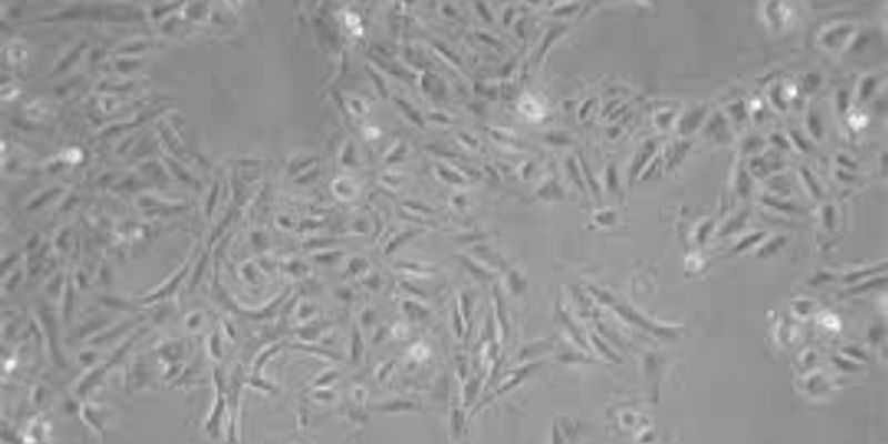 HepaRG Cells | | Content Tag